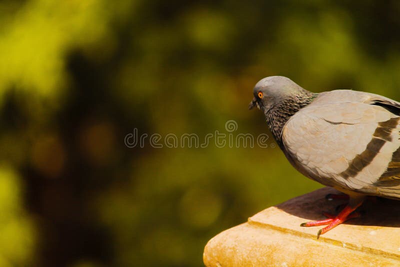 Pigeon Waiting in Search of Food Stock Image - Image of bird, wings ...