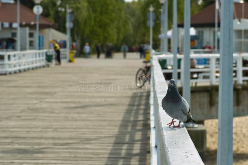 Pigeon on the walk stock photo. Image of outdoor, bird - 26948210