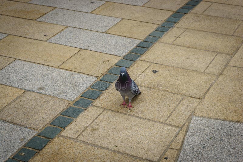 The pigeon stock photo. Image of freedom, park, walking - 93845226