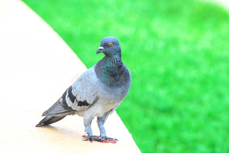 Pigeon walk on grass stock photo. Image of wilderness - 57406554