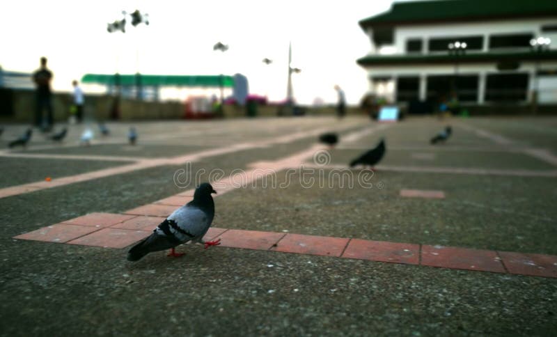 Pigeon stock image. Image of walk, ground, bird, pigeon - 82711151