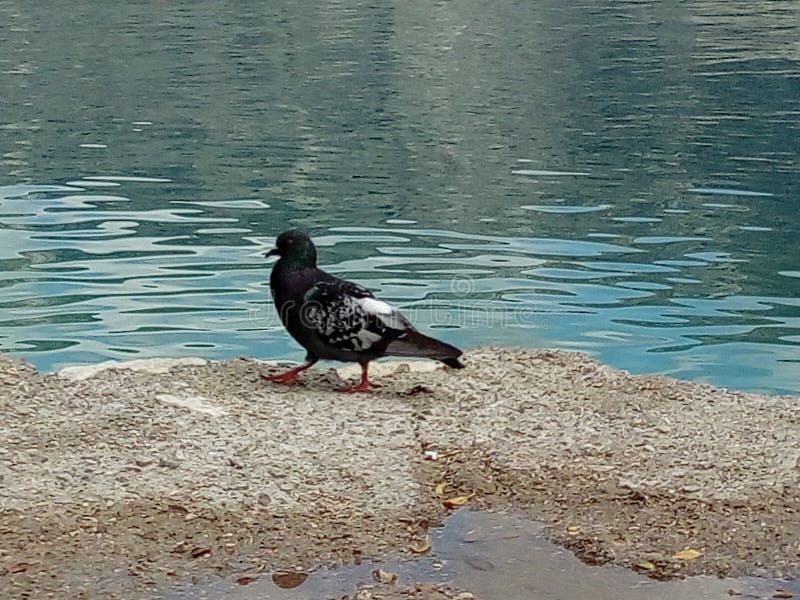 Pigeon walk stock photo. Image of walk, coast, pigeon - 144754714
