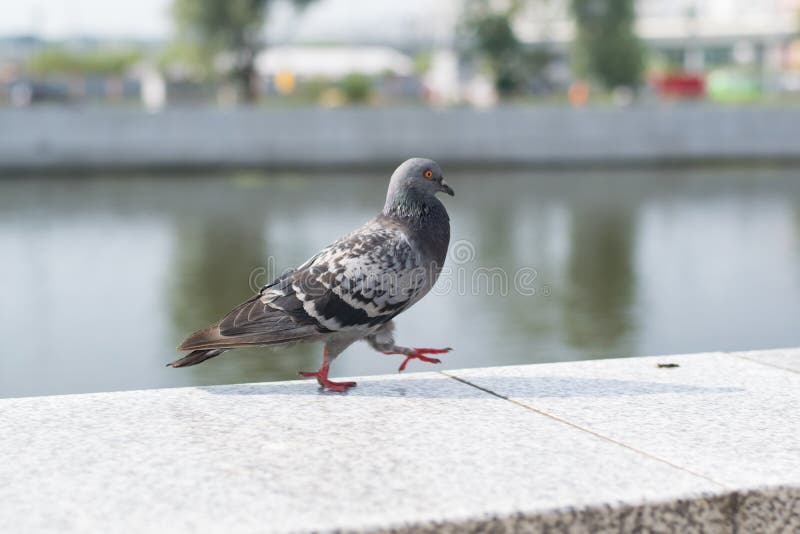 Pigeon walk in the street. stock photo. Image of city - 125657948