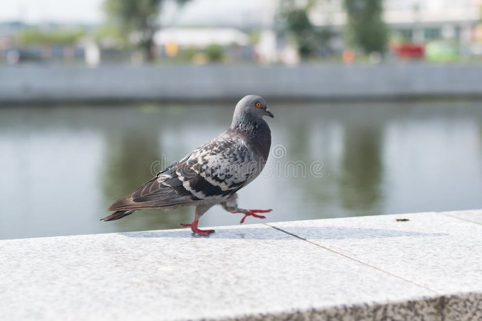 Pigeon walk in the street. stock photo. Image of city - 125657948