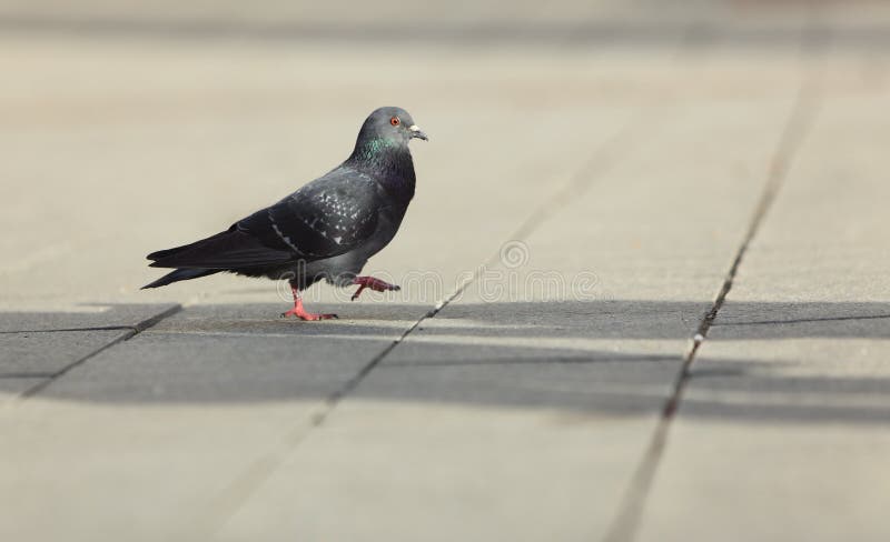 Pigeon walking stock image. Image of individual, detail - 11924109