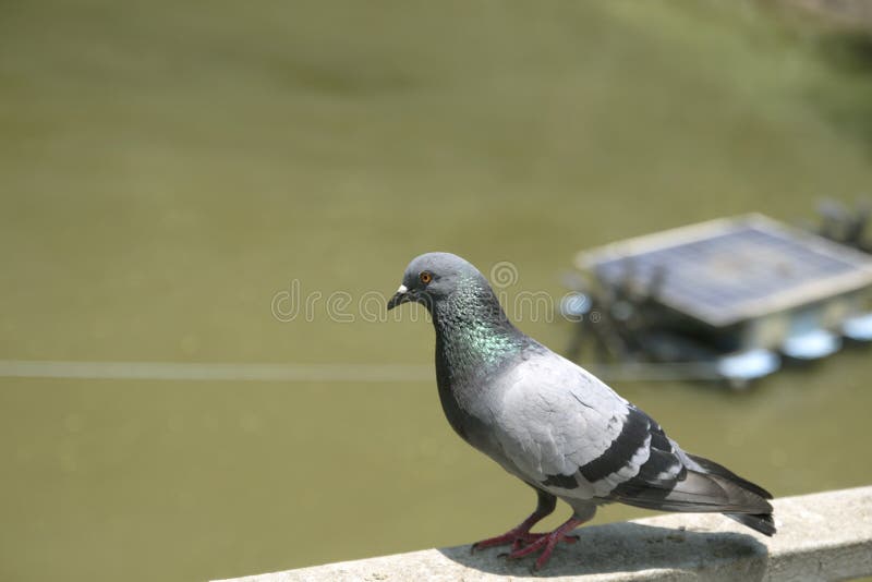 Pigeon Walking on the Edge of a Cement Bridge Stock Photo - Image of ...