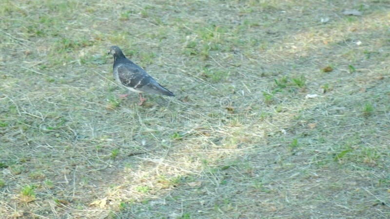 Pigeon Walking on Grass, Slow Motion. Stock Video - Video of motion ...