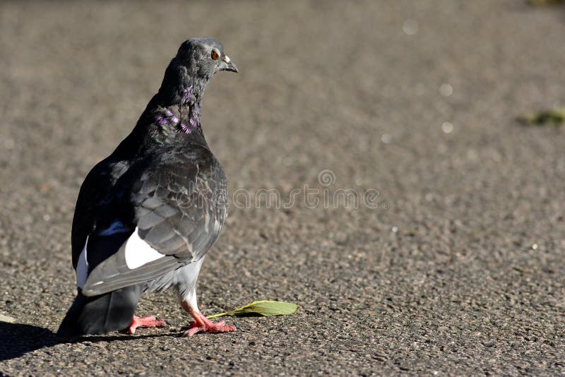 Pigeon walking stock photo. Image of surprise, peace - 34490184