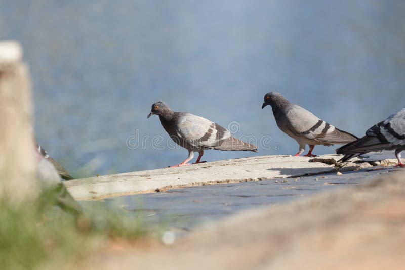 Pigeon walking at the park stock photo. Image of movement - 75538954