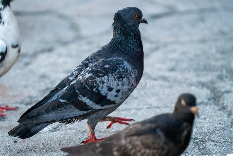 Pigeon walking on the road stock photo. Image of walking - 233223390