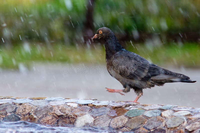 Pigeon Walks on the Edge of Fountain Stock Photo - Image of drops ...