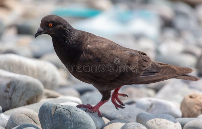 Pigeon Walks on the Rocks on the Beach Stock Photo - Image of animal ...
