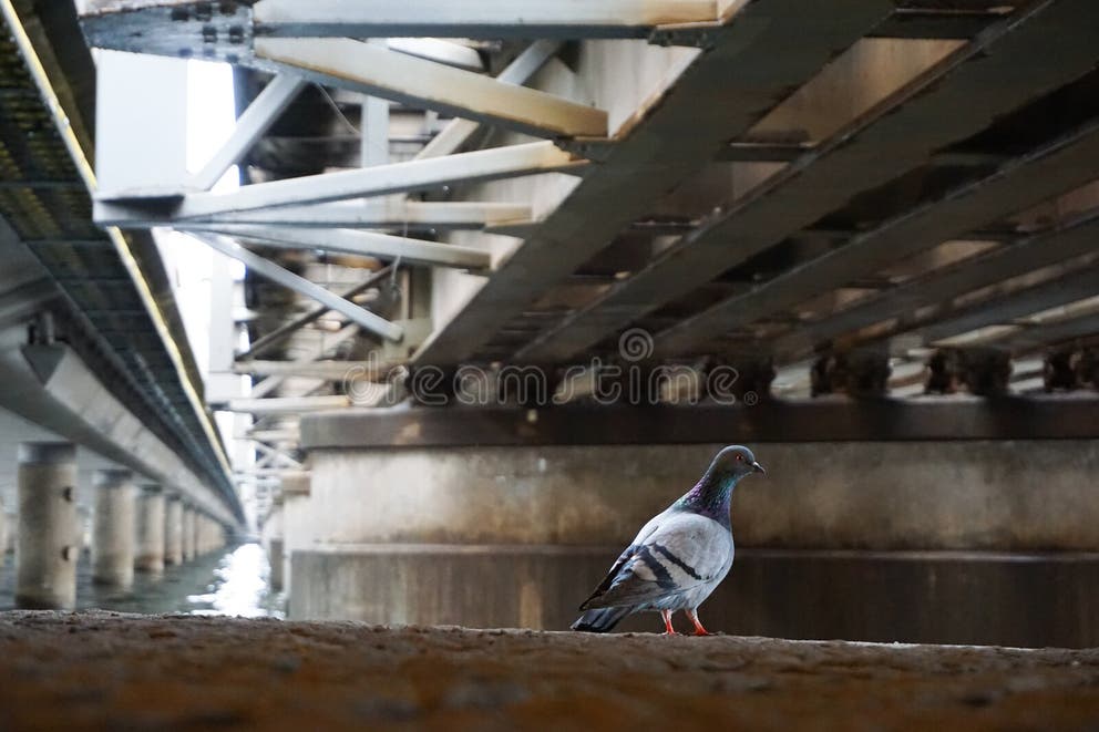 A Pigeon on a Wall Under a Bridge Stock Photo - Image of large, dove ...