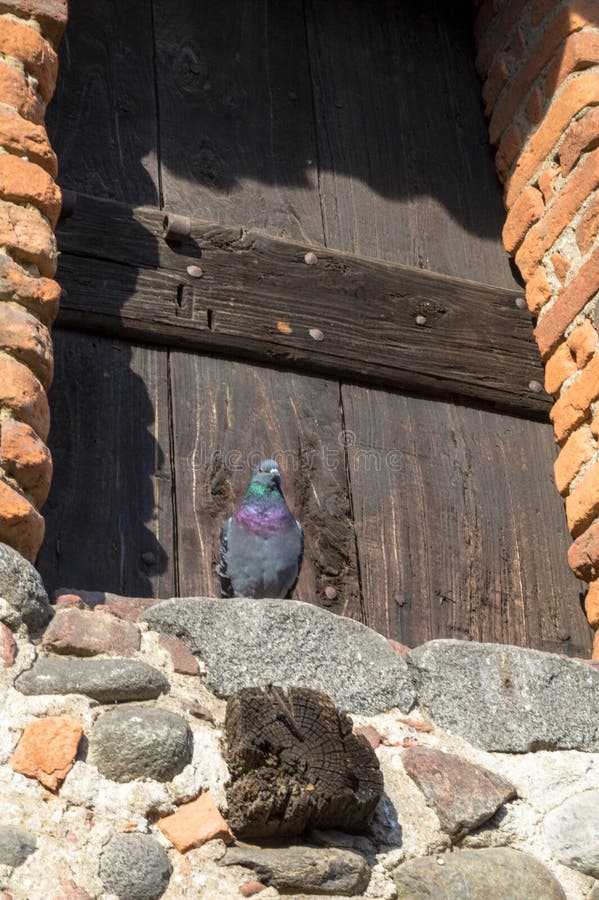 Pigeon stock image. Image of candelo, italy, ricetto - 92716527