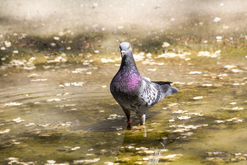 Pigeon in water stock image. Image of nature, gray, freedom - 24712533