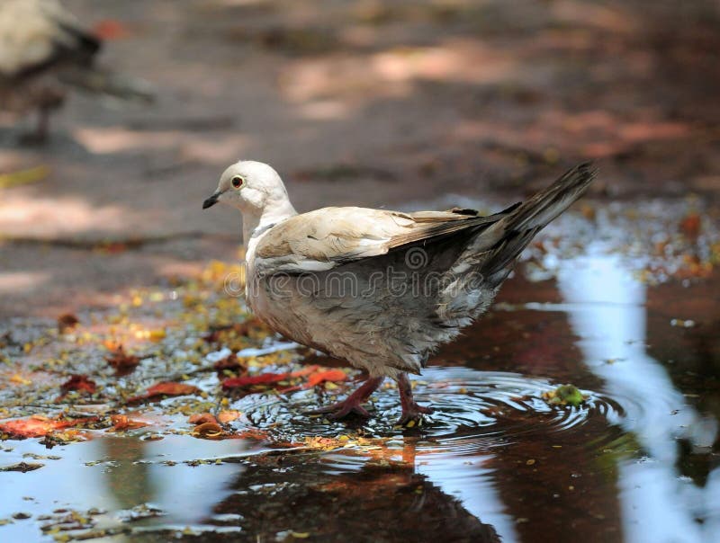 Pigeon on the Water stock image. Image of wing, cute - 246210405