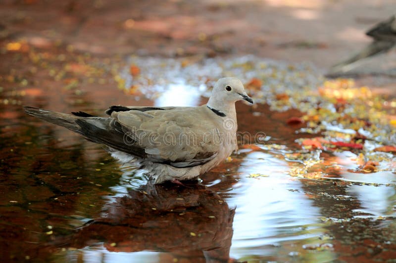 Pigeon on the Water stock photo. Image of single, beak - 34094792