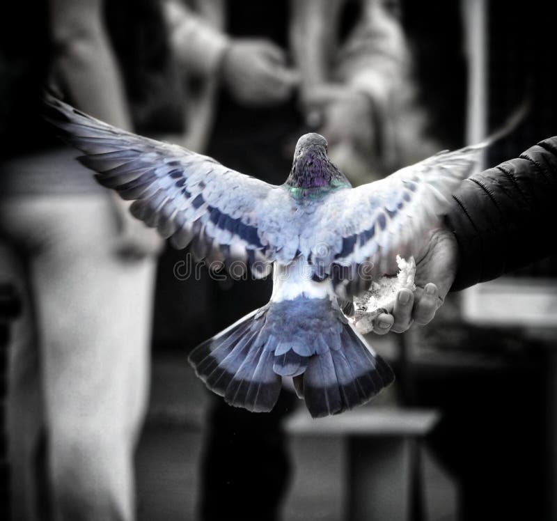 Pigeon with Wide Spreaded Wings Stock Image - Image of spreaded, sinaia ...