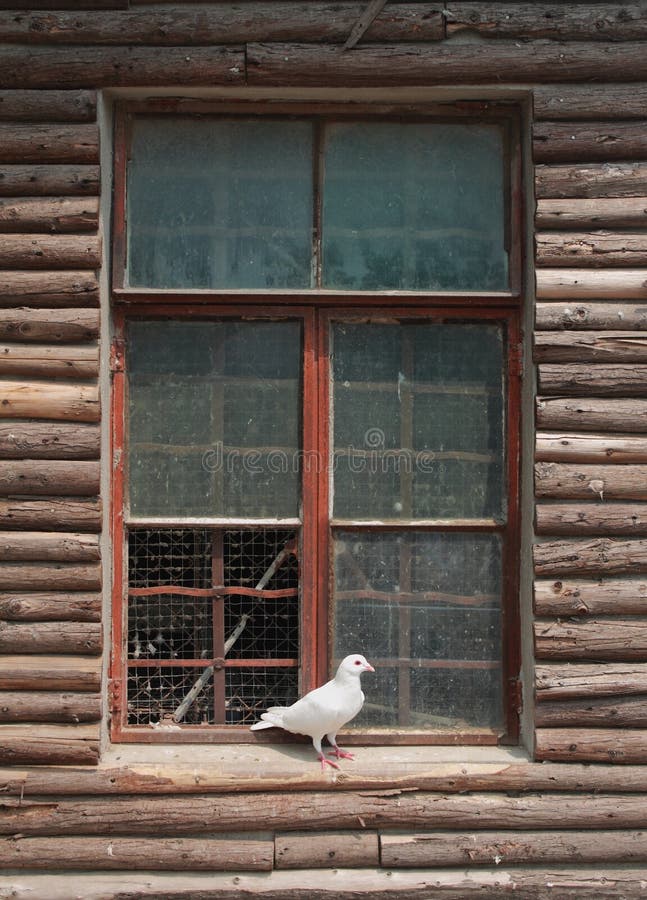 Pigeon on window stock photo. Image of outdoor, closed - 24682666