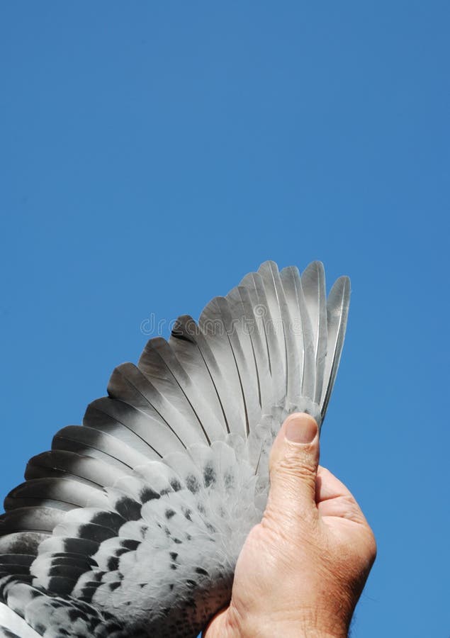 Pigeon wing stock photo. Image of floating, hand, tickle - 3549752