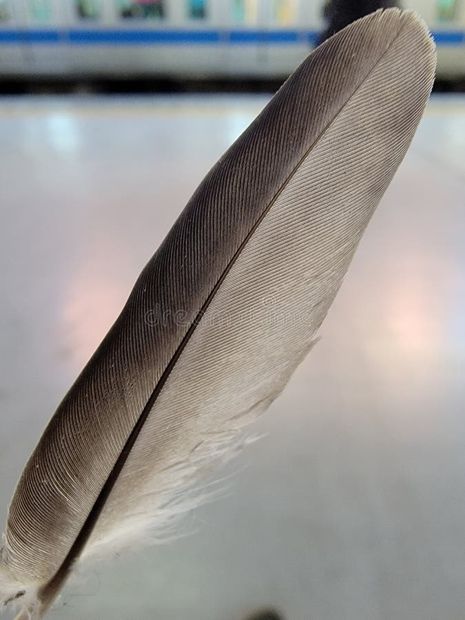 Pigeon Wing Feathers Detached from the Body Stock Image - Image of ...