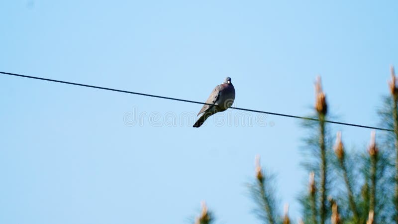 Pigeon on the wire stock photo. Image of parrot, line - 276871394