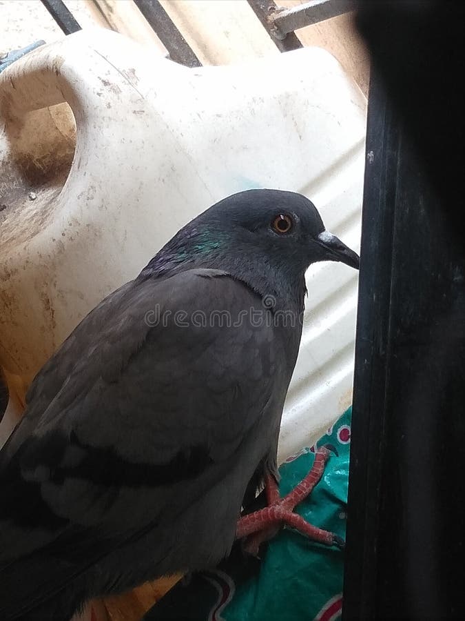A pigeon stock photo. Image of cool, amazing, pigeon - 161498536