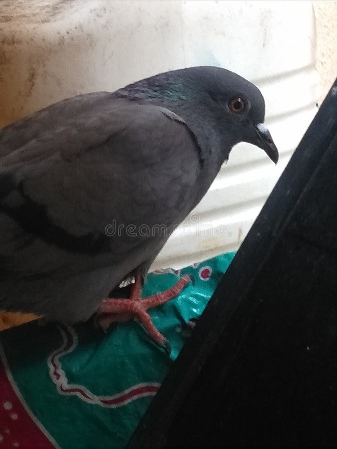 A pigeon stock image. Image of cool, pigeon, amazing - 161498537