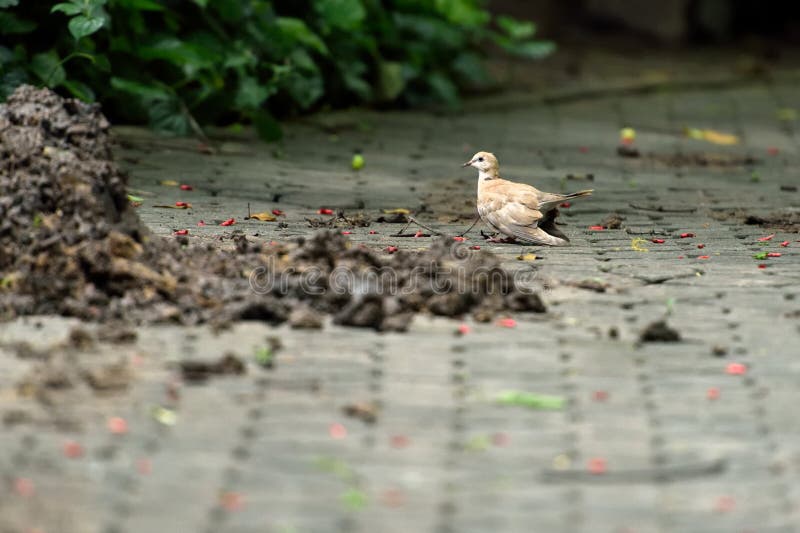 Pigeon stock photo. Image of bobbing, pigeon, bird, white - 133688814