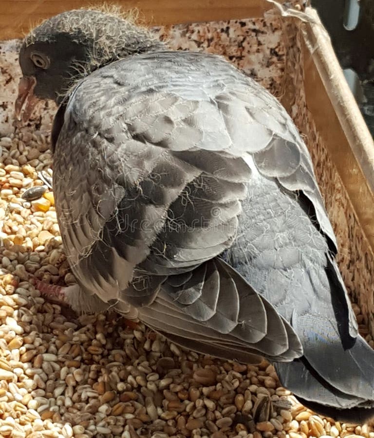 Pigeon stock image. Image of eating, food, bird, pigeon - 74755971