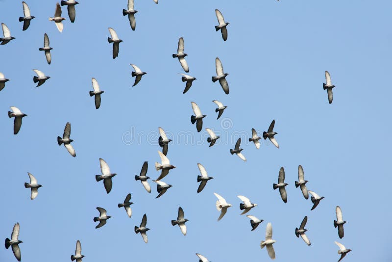 Flying doves stock image. Image of pigeon, birds, white - 24081