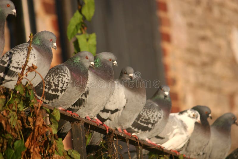 Pigeons stock image. Image of roost, pigeon, perch, wall - 19582227