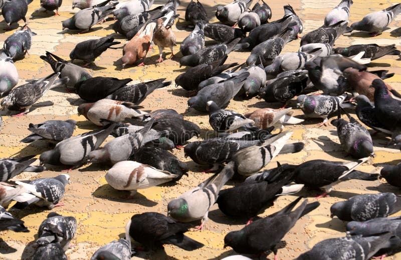 Pigeons stock image. Image of bird, birds, feed, freedom - 2539917