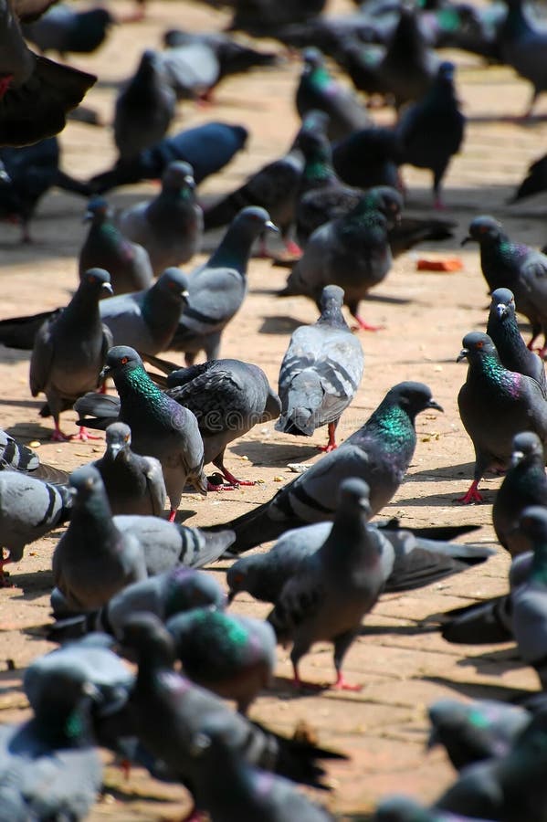 Place crowded of Birds stock photo. Image of grey, birds - 87401494