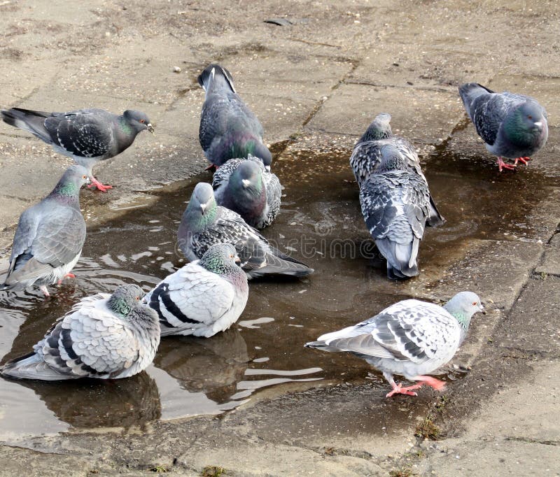 Pigeons stock image. Image of outdoors, pigeons, pools - 37898383