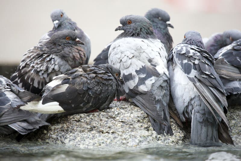 Pigeons stock image. Image of meat, poultry, animals, avian - 6393907