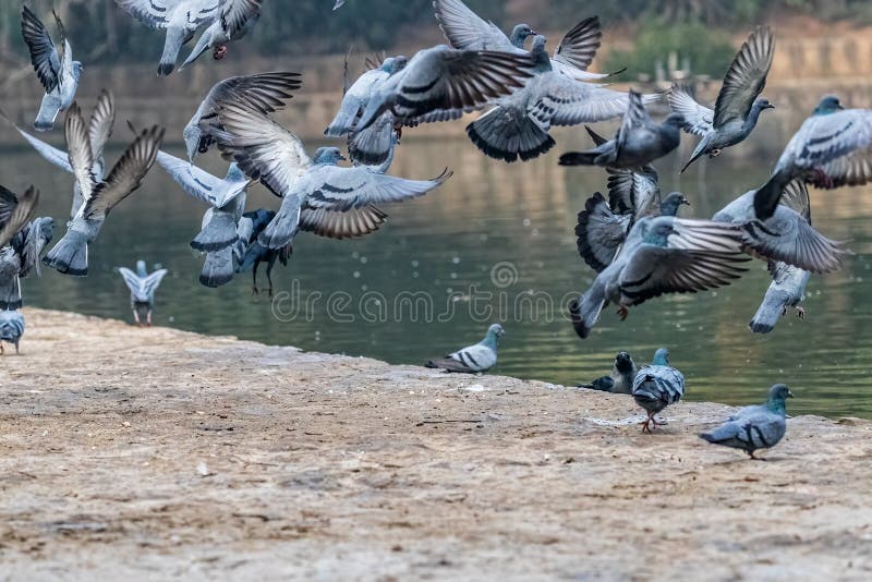 Pigeons in Air stock image. Image of wildlife, crowd - 352095819