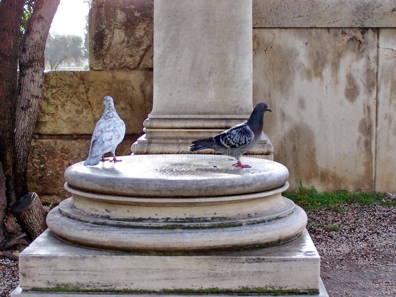 Pigeons on the Base of a Column Stock Image - Image of southern ...