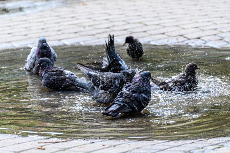 Pigeons Bathe in Puddles on the Road after Rain on a Sunny Day Stock ...