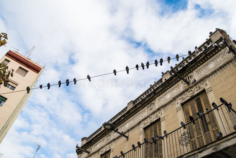 Pigeons Bird Hold on Electric Wire Stock Photo - Image of bird, line ... Pigeons Bird Hold on Electric Wire Stock Photo - Image of bird, line ...