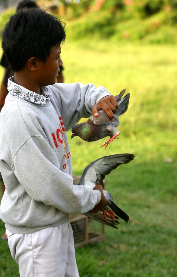 Racing pigeons editorial photography. Image of pigeons - 52558117