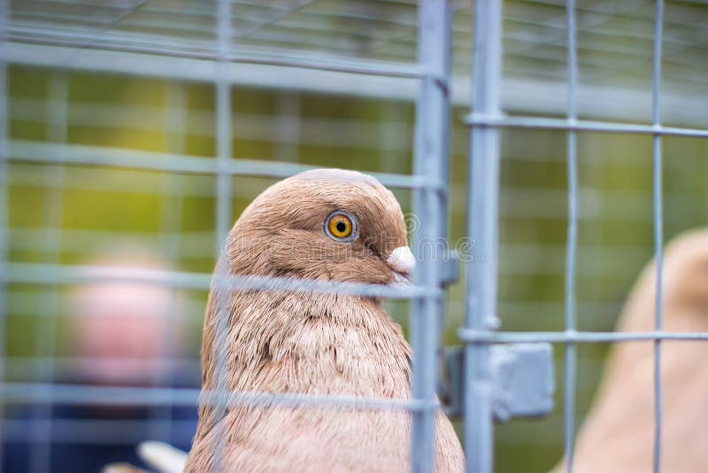 Pigeons in Cages on Display Stock Photo - Image of dove, daylight ...