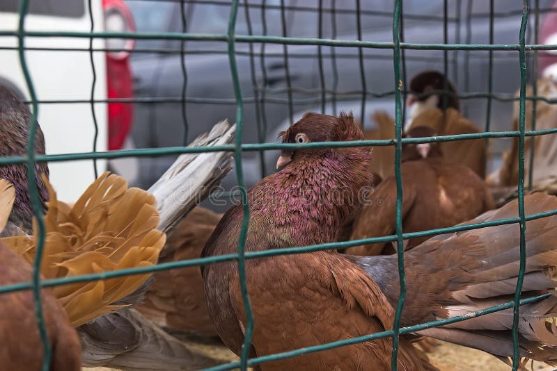 Pigeons in Cages on Display Stock Photo - Image of cage, dove: 79862190