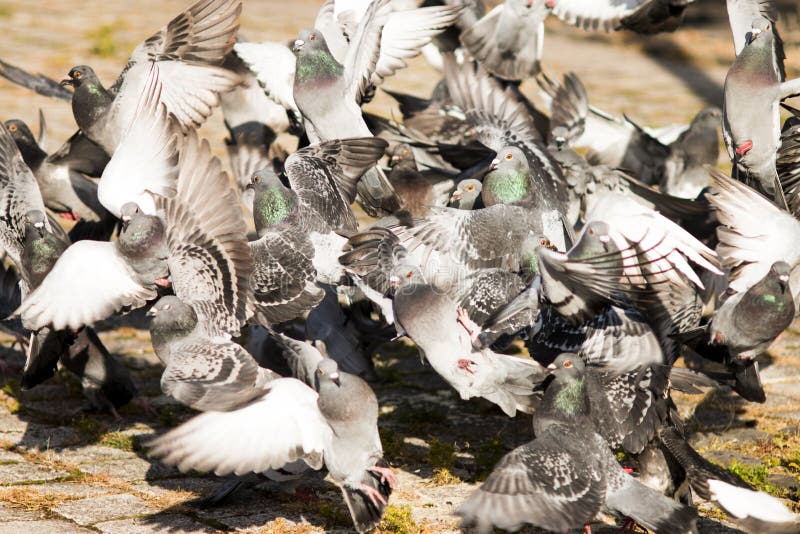 Pigeons taking off stock image. Image of post, embankment - 14871545