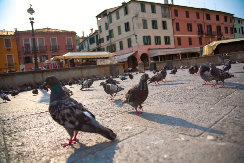 Pigeons in a city stock image. Image of life, street, lots - 7145053