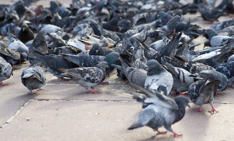 Pigeons in city stock image. Image of asphalt, feed, city - 26847355