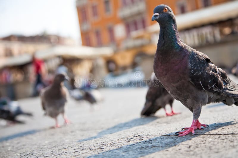 Pigeons in a city stock image. Image of life, street, lots - 7145053