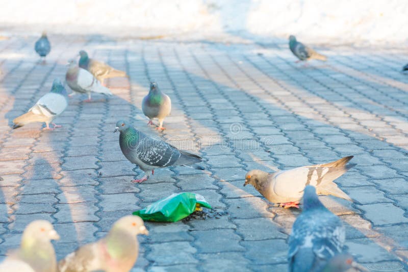 Pigeons in the Square in the Sun in Spring Stock Image - Image of ...
