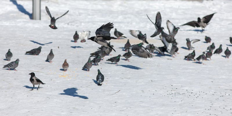 Pigeons and Crows in Winter Stock Image - Image of motion, feather ...