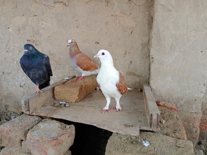 Pigeons of Different Colors Stock Photo - Image of cute, live: 181733862